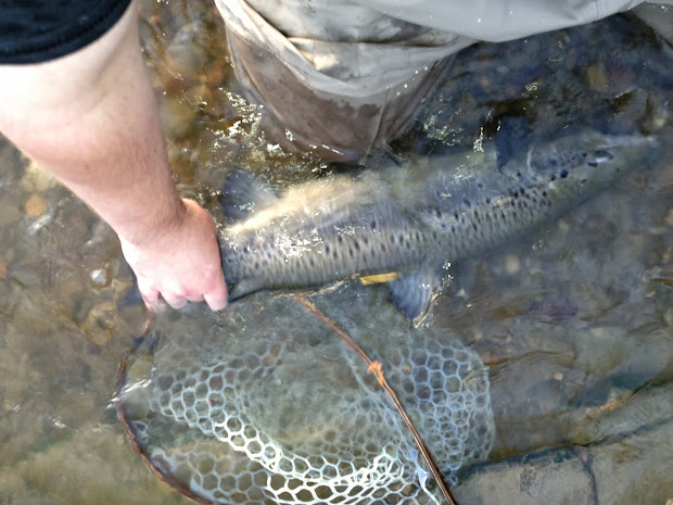 Lamprey Bite Wound | DemaxDe